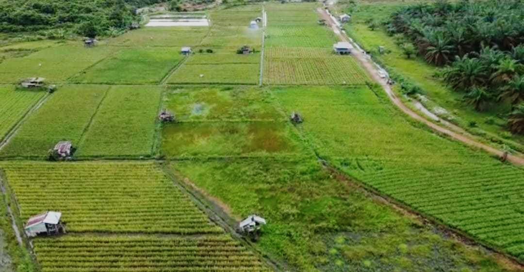 Produksi Padi Ladang Tahun 2022 di Bangka Barat Meningkat, Capai 8000 ...
